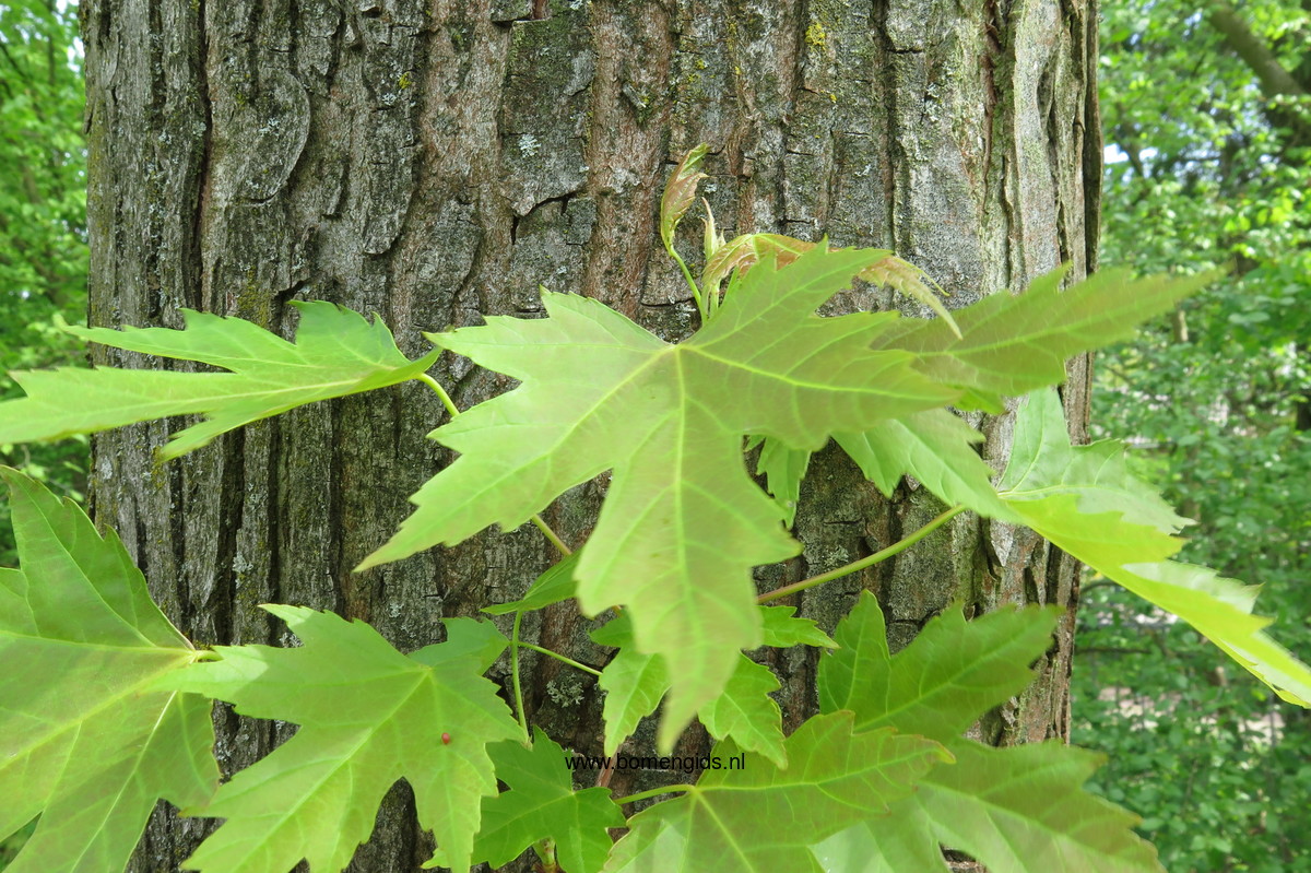 Herken de boomsoort NL: Witte esdoorn; Latin: Acer sacharinum; UK ...