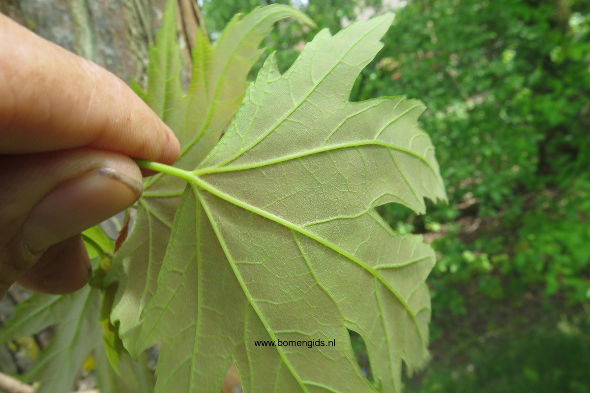 Herken de boomsoort NL: Witte esdoorn; Latin: Acer sacharinum; UK ...