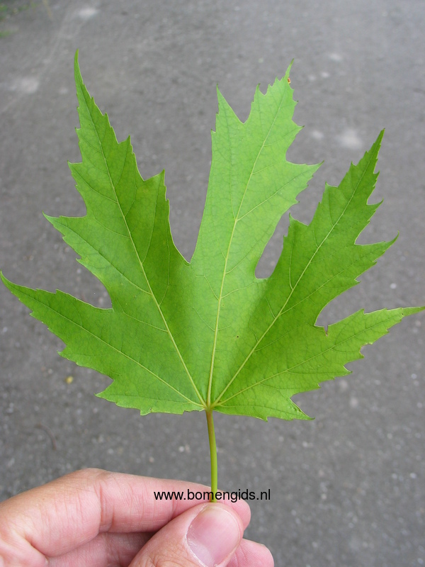 Herken de boomsoort NL: Witte esdoorn; Latin: Acer sacharinum; UK ...
