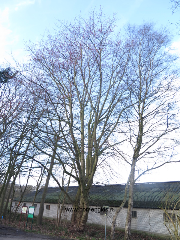Herken de boomsoort NL: Witte esdoorn; Latin: Acer sacharinum; UK ...