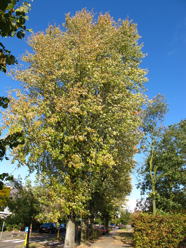 Herken de boomsoort NL: Witte esdoorn; Latin: Acer sacharinum; UK ...