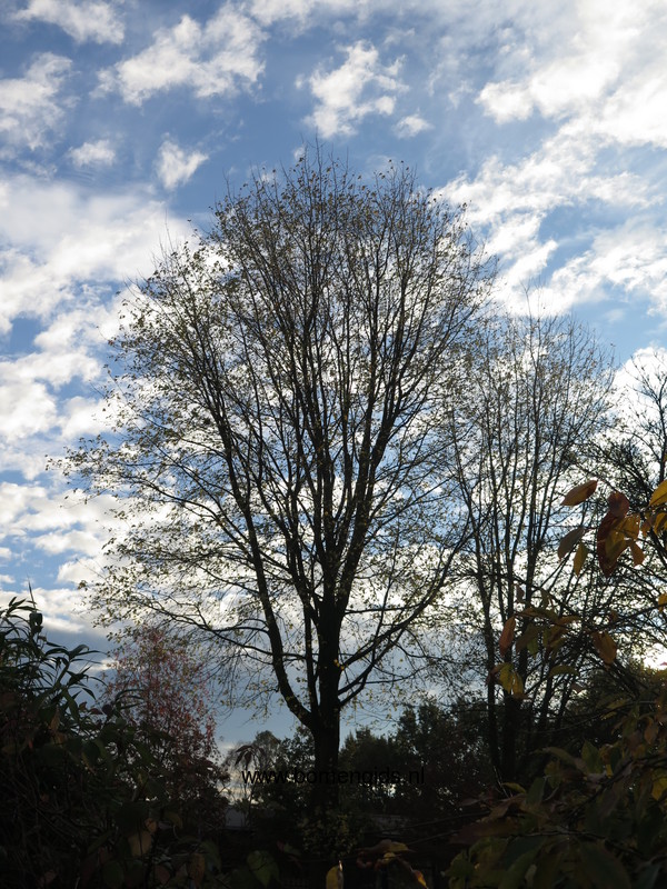 Herken de boomsoort NL: Witte esdoorn; Latin: Acer sacharinum; UK ...