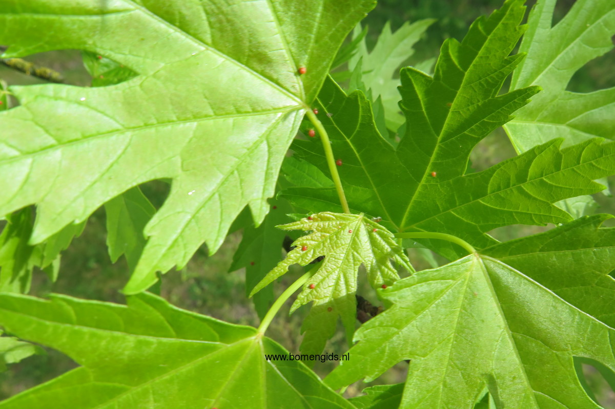 Herken de boomsoort NL: Witte esdoorn; Latin: Acer sacharinum; UK ...