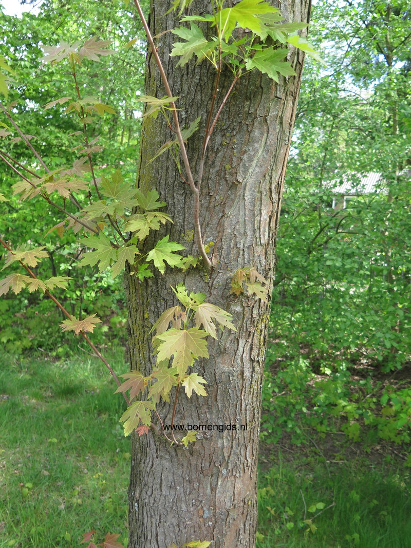 Herken de boomsoort NL: Witte esdoorn; Latin: Acer sacharinum; UK ...