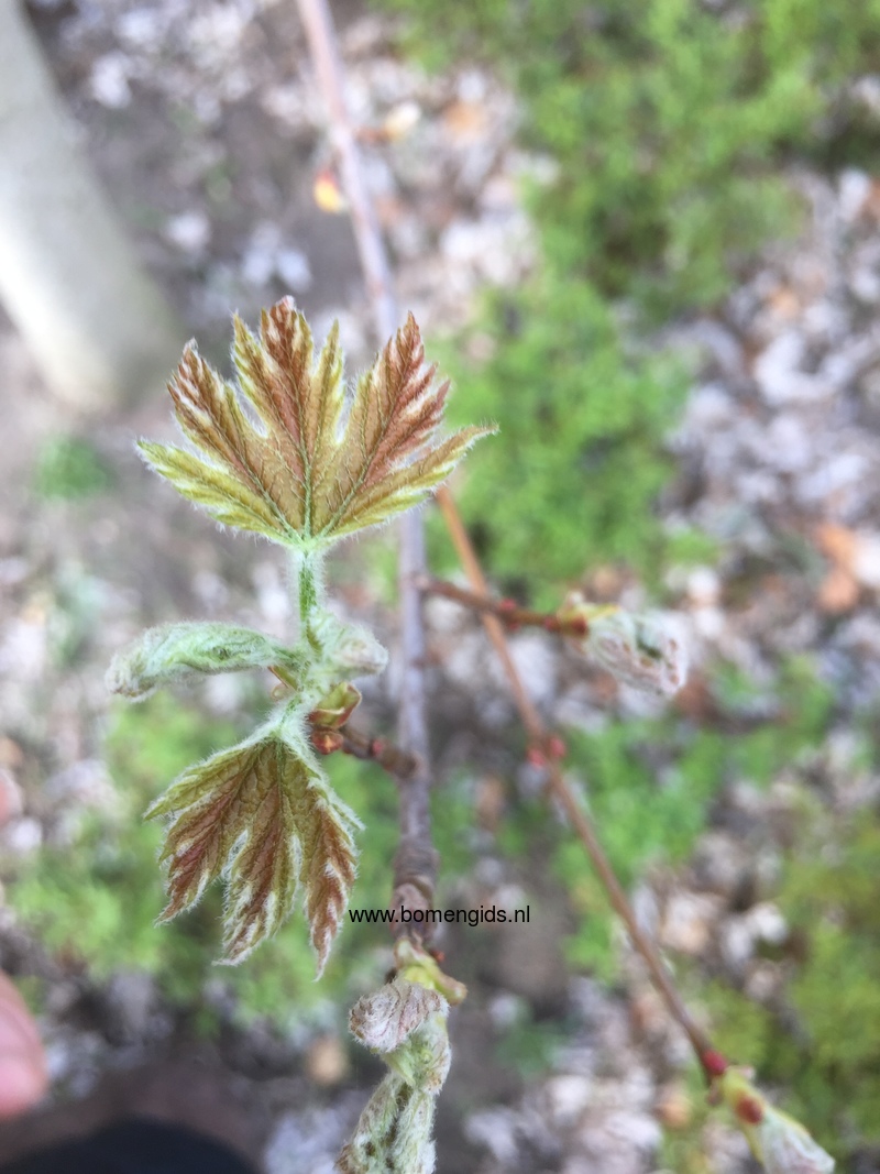Herken de boomsoort NL: Witte esdoorn; Latin: Acer sacharinum; UK ...