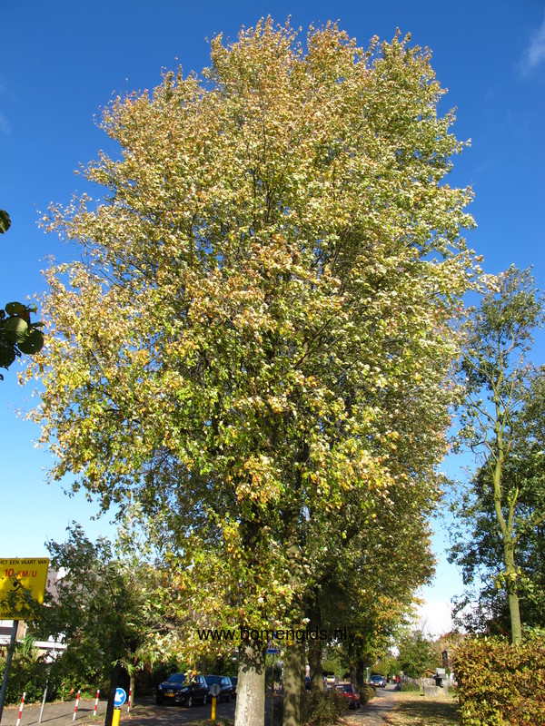 Herken de boomsoort NL: Witte esdoorn; Latin: Acer sacharinum; UK ...
