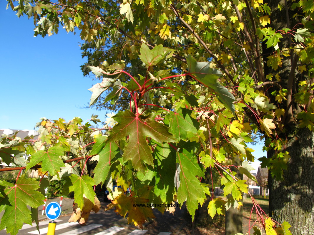 Herken de boomsoort NL: Witte esdoorn; Latin: Acer sacharinum; UK ...