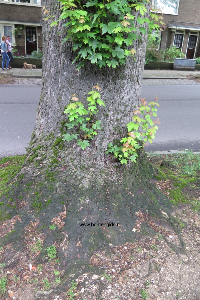 Herken de boomsoort NL: Witte esdoorn; Latin: Acer sacharinum; UK ...