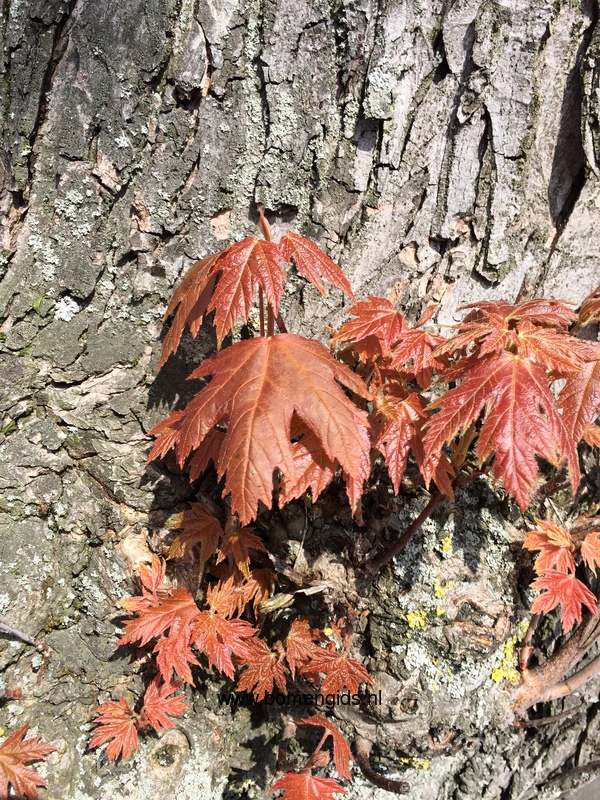 Herken de boomsoort NL: Witte esdoorn; Latin: Acer sacharinum; UK ...