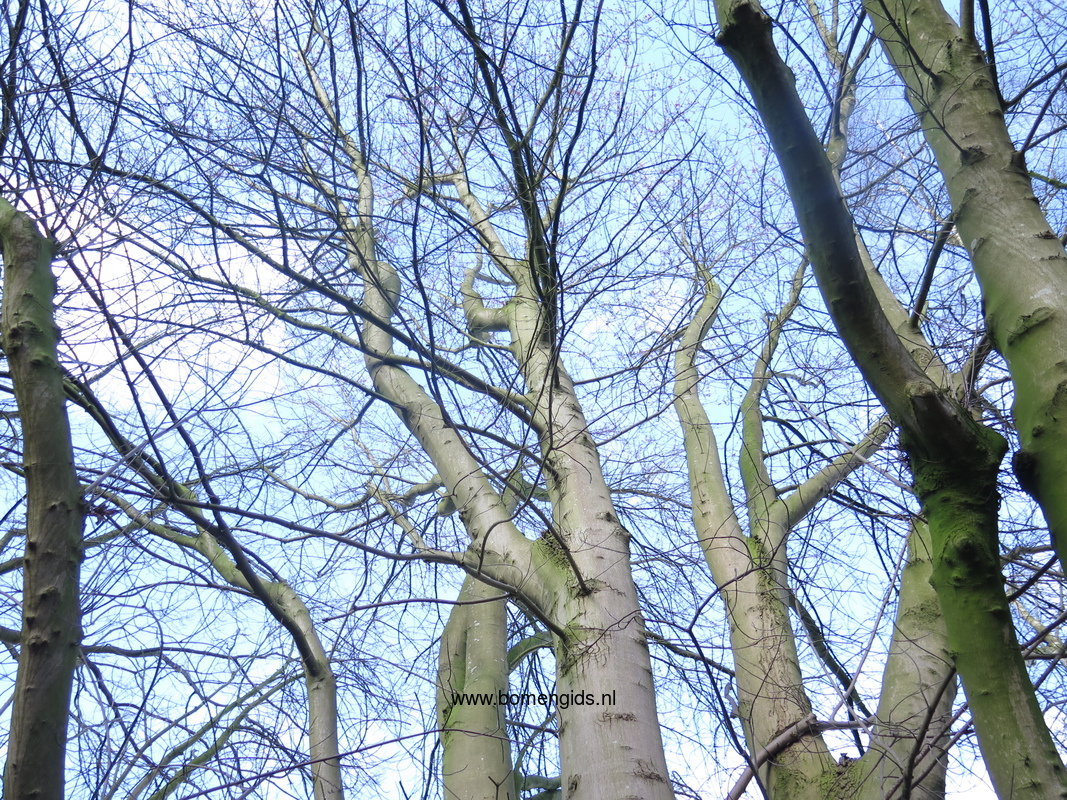 Herken de boomsoort NL: Witte esdoorn; Latin: Acer sacharinum; UK ...