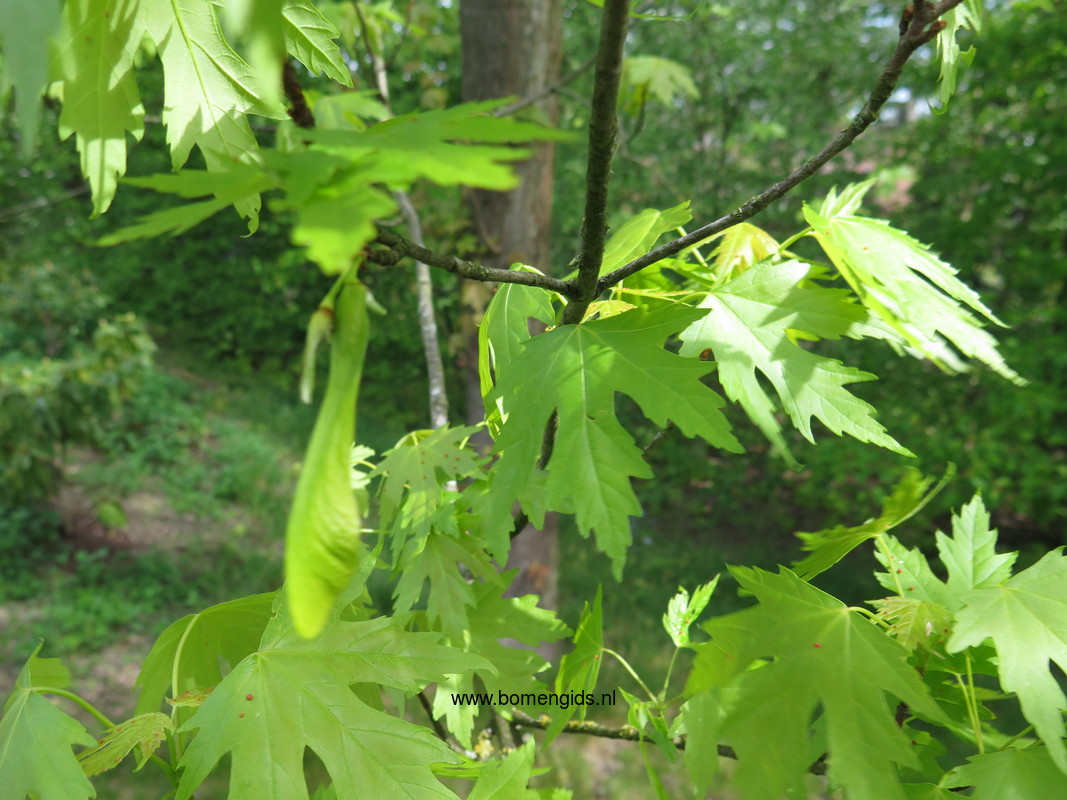 Herken de boomsoort NL: Witte esdoorn; Latin: Acer sacharinum; UK ...