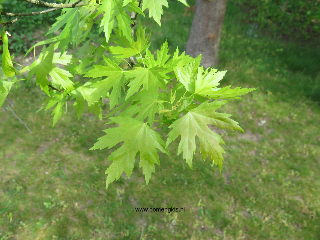 Herken de boomsoort NL: Witte esdoorn; Latin: Acer sacharinum; UK ...