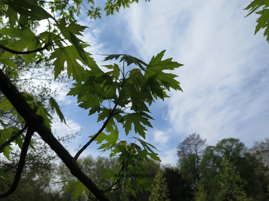 Herken de boomsoort NL: Witte esdoorn; Latin: Acer sacharinum; UK ...