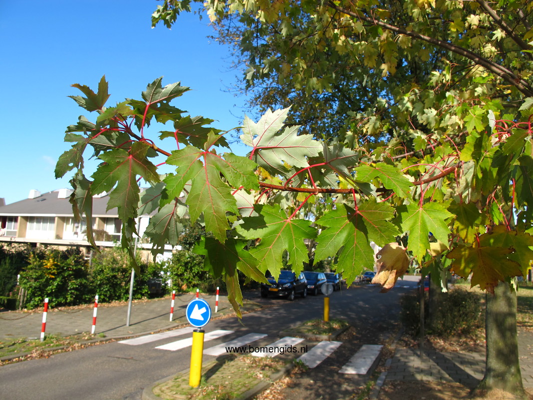 Herken de boomsoort NL: Witte esdoorn; Latin: Acer sacharinum; UK ...