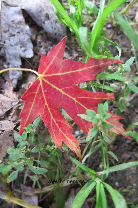 Herken de boomsoort NL: Witte esdoorn; Latin: Acer sacharinum; UK ...