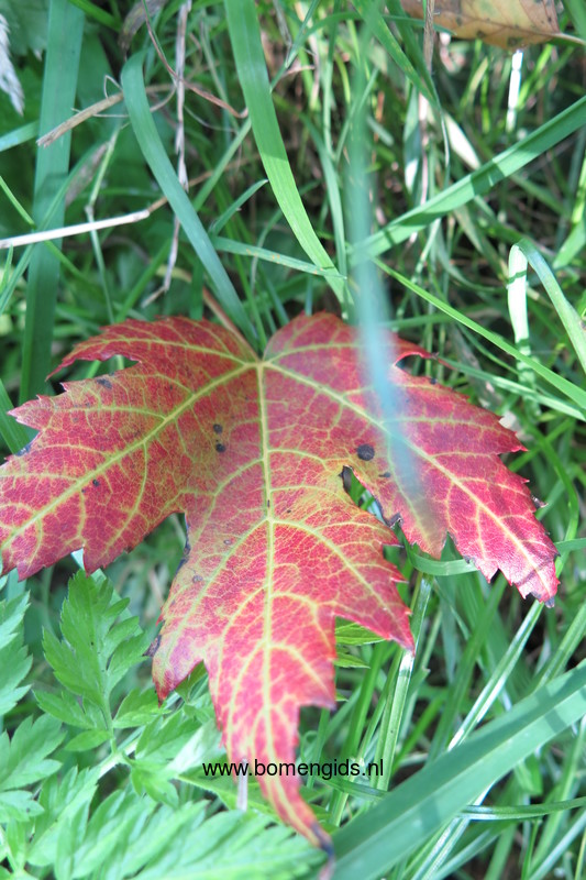Herken de boomsoort NL: Witte esdoorn; Latin: Acer sacharinum; UK ...