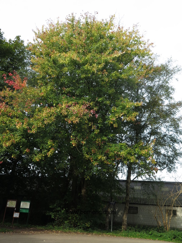 Herken de boomsoort NL: Witte esdoorn; Latin: Acer sacharinum; UK ...