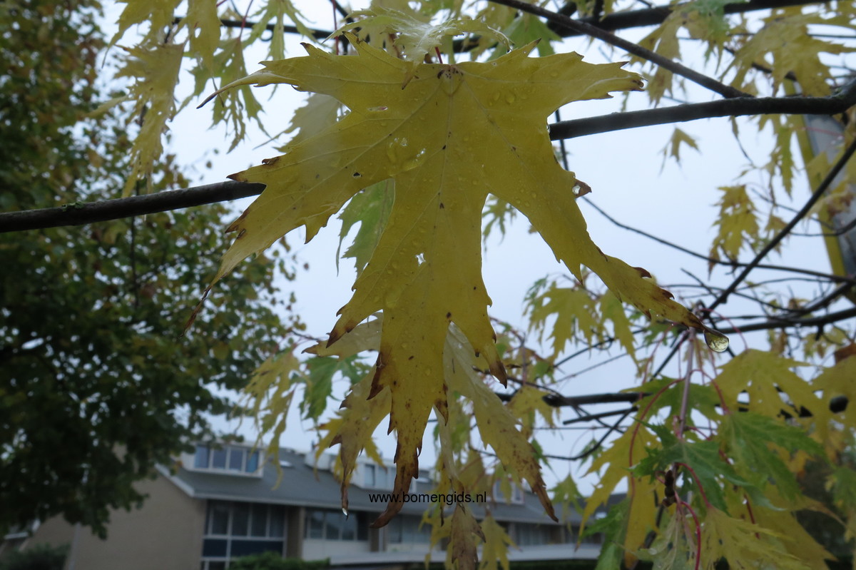 Herken de boomsoort NL: Witte esdoorn; Latin: Acer sacharinum; UK ...