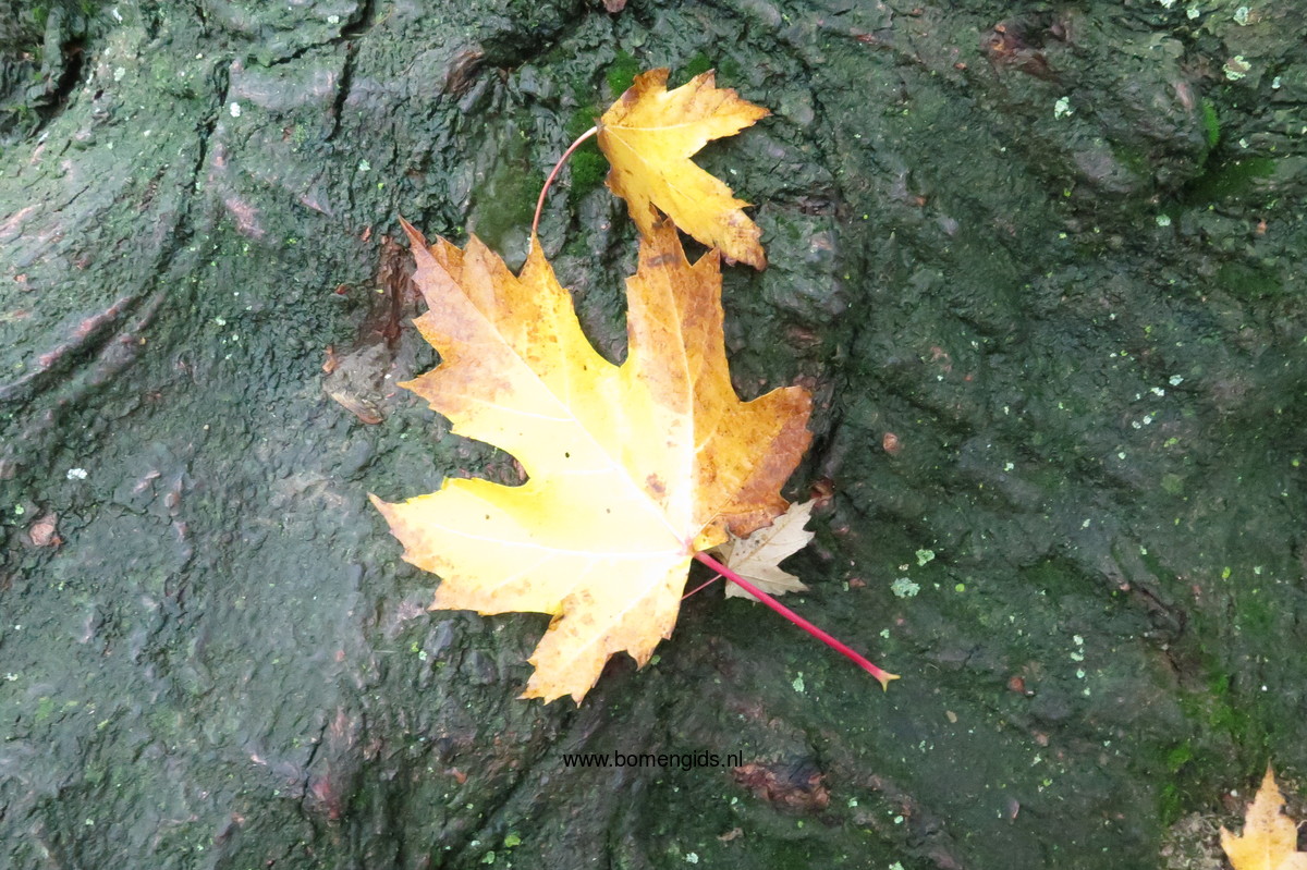 Herken de boomsoort NL: Witte esdoorn; Latin: Acer sacharinum; UK ...