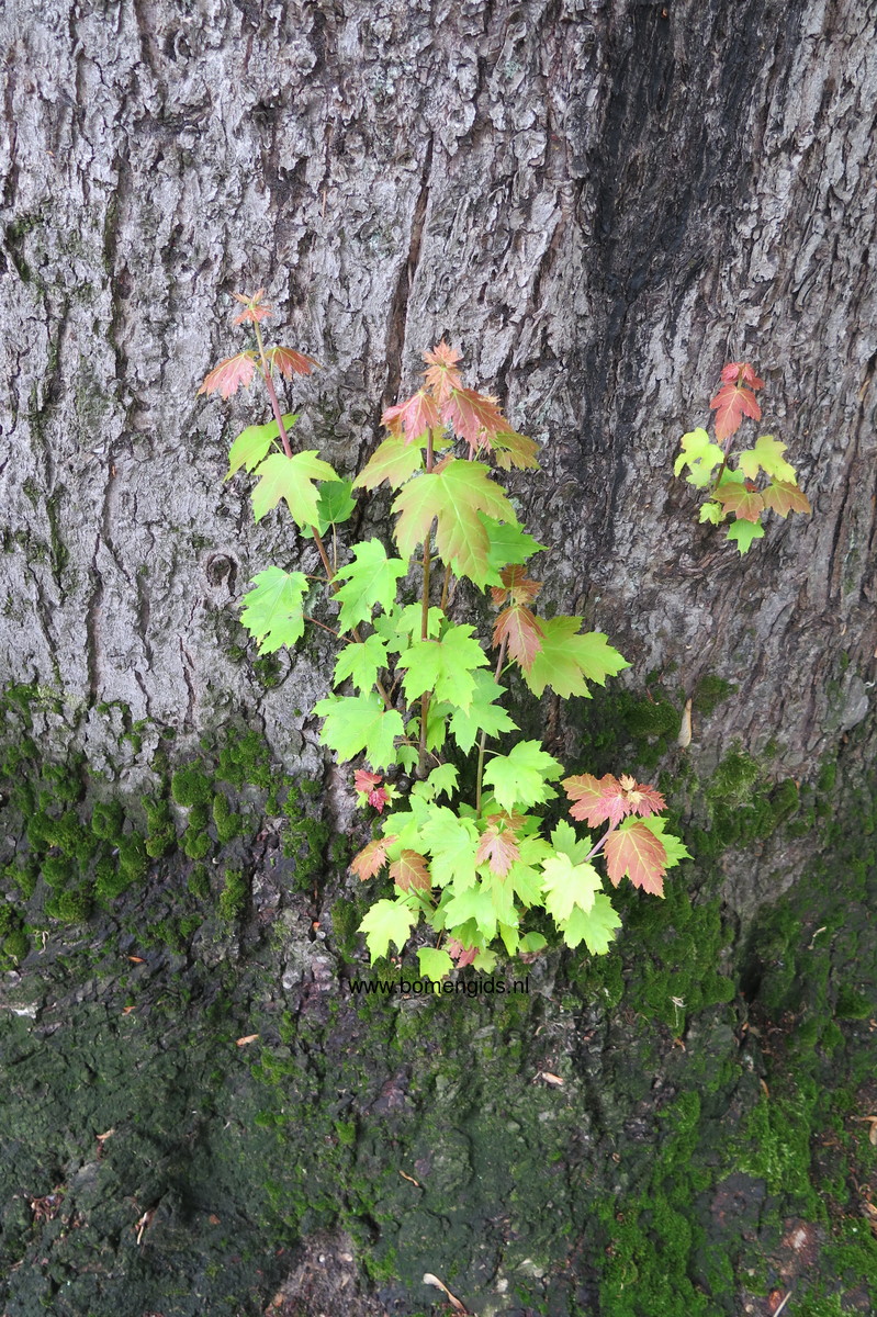 Herken de boomsoort NL: Witte esdoorn; Latin: Acer sacharinum; UK ...