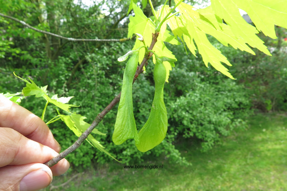 Boomsoorten die horen bij esdoornfamilie