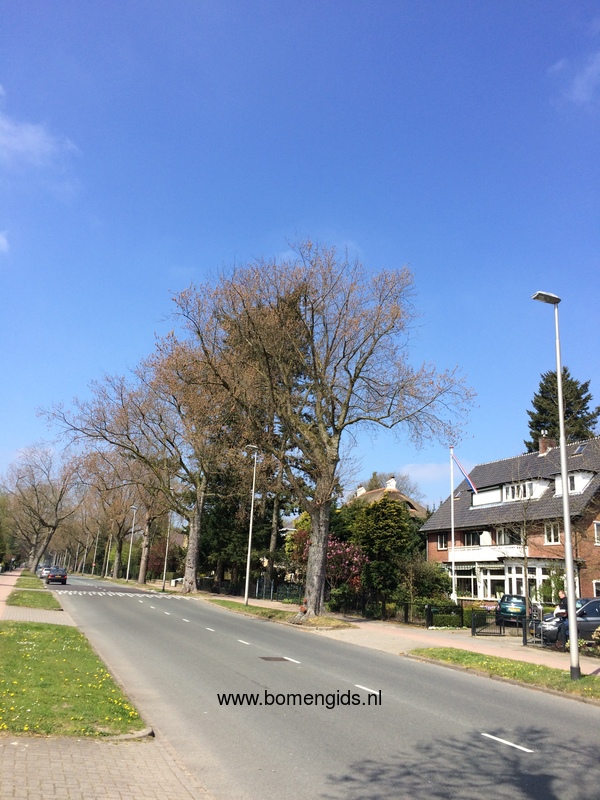 Herken de boomsoort NL: Witte esdoorn; Latin: Acer sacharinum; UK ...