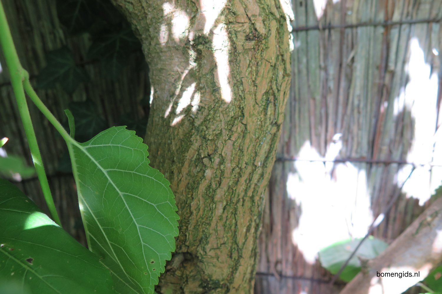 Boomsoorten die horen bij moerbeifamilie