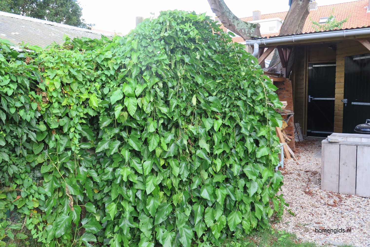 Boomsoorten die horen bij moerbeifamilie