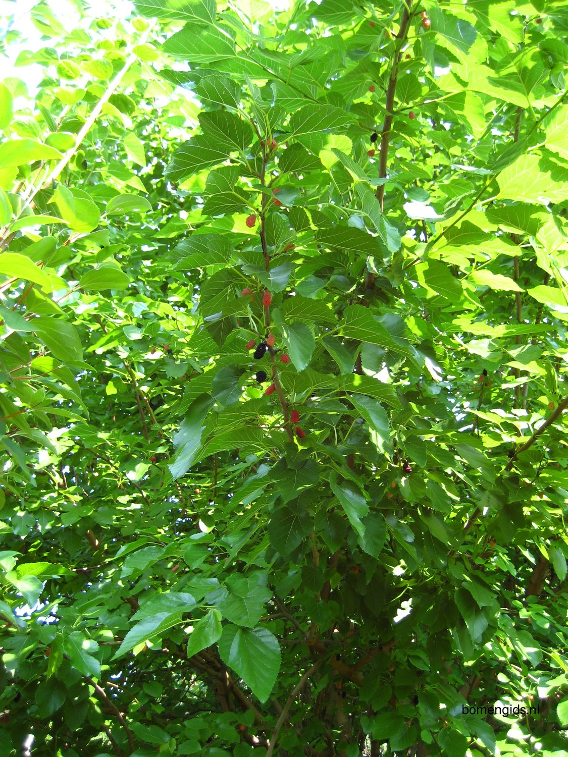 Herken de boomsoort NL: Witte moerbei; Latin: Morus alba; UK: White ...