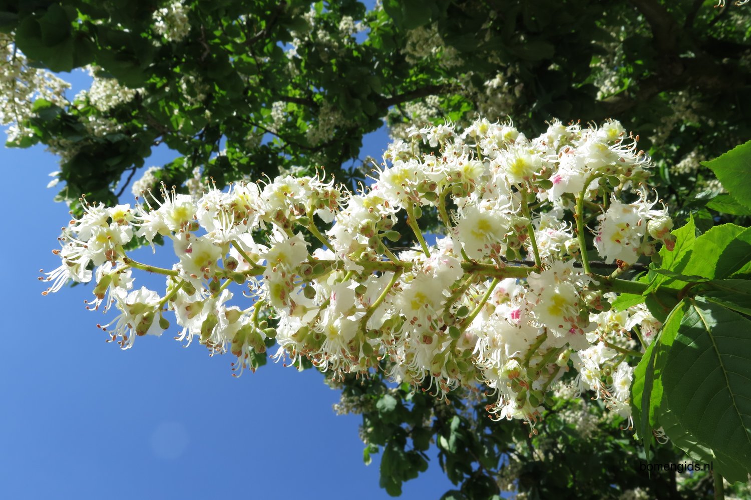 Boomsoorten die horen bij stekelvruchten