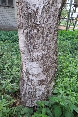Herken de boomsoort NL: Zachte berk; Latin: Betula pubescens; UK: Downy ...