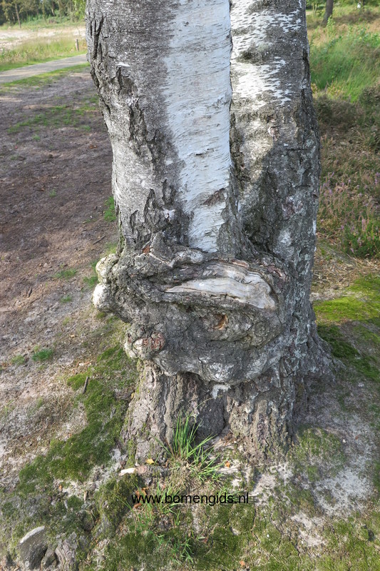 Herken de boomsoort NL: Zachte berk; Latin: Betula pubescens; UK: Downy ...