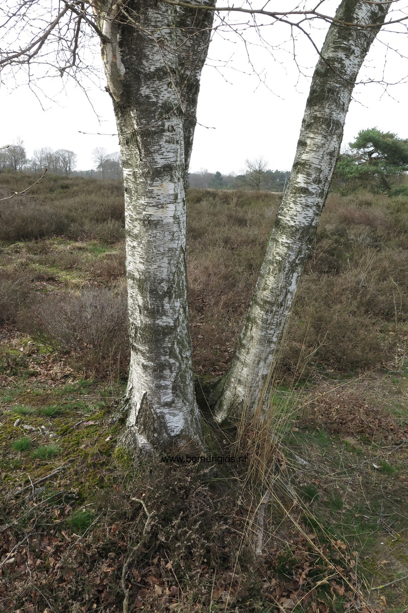 Herken de boomsoort NL: Zachte berk; Latin: Betula pubescens; UK: Downy ...