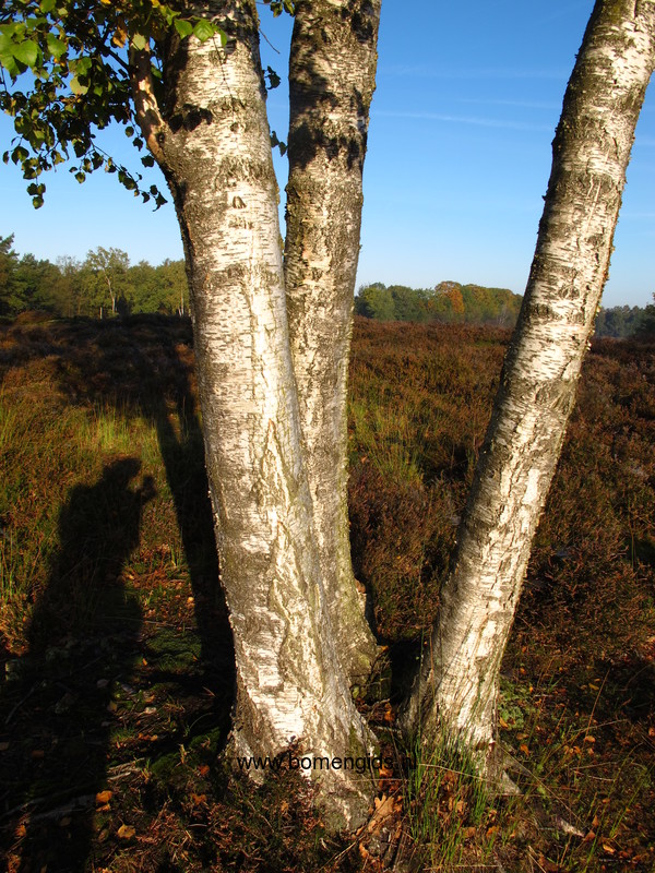 Herken de boomsoort NL: Zachte berk; Latin: Betula pubescens; UK: Downy ...