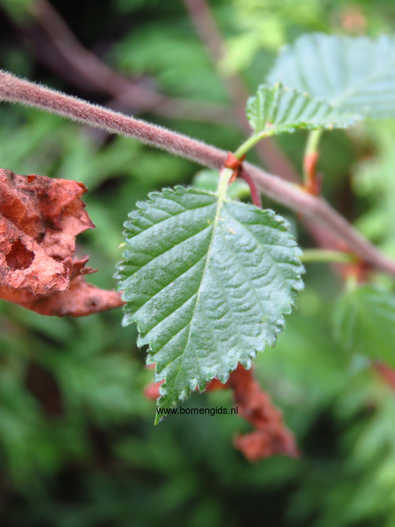 Herken de boomsoort NL: Zachte berk; Latin: Betula pubescens; UK: Downy ...