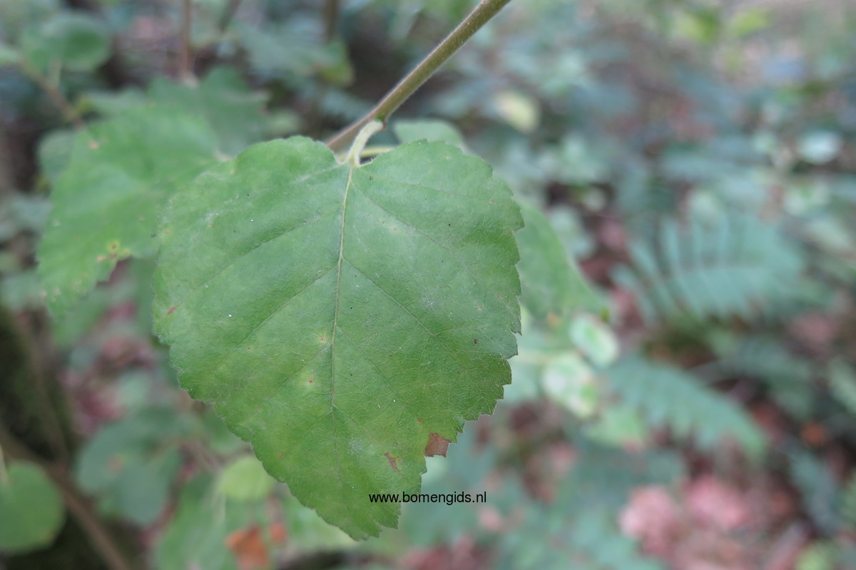 Herken de boomsoort NL: Zachte berk; Latin: Betula pubescens; UK: Downy ...