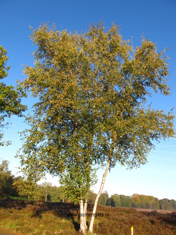 Herken de boomsoort NL: Zachte berk; Latin: Betula pubescens; UK: Downy ...