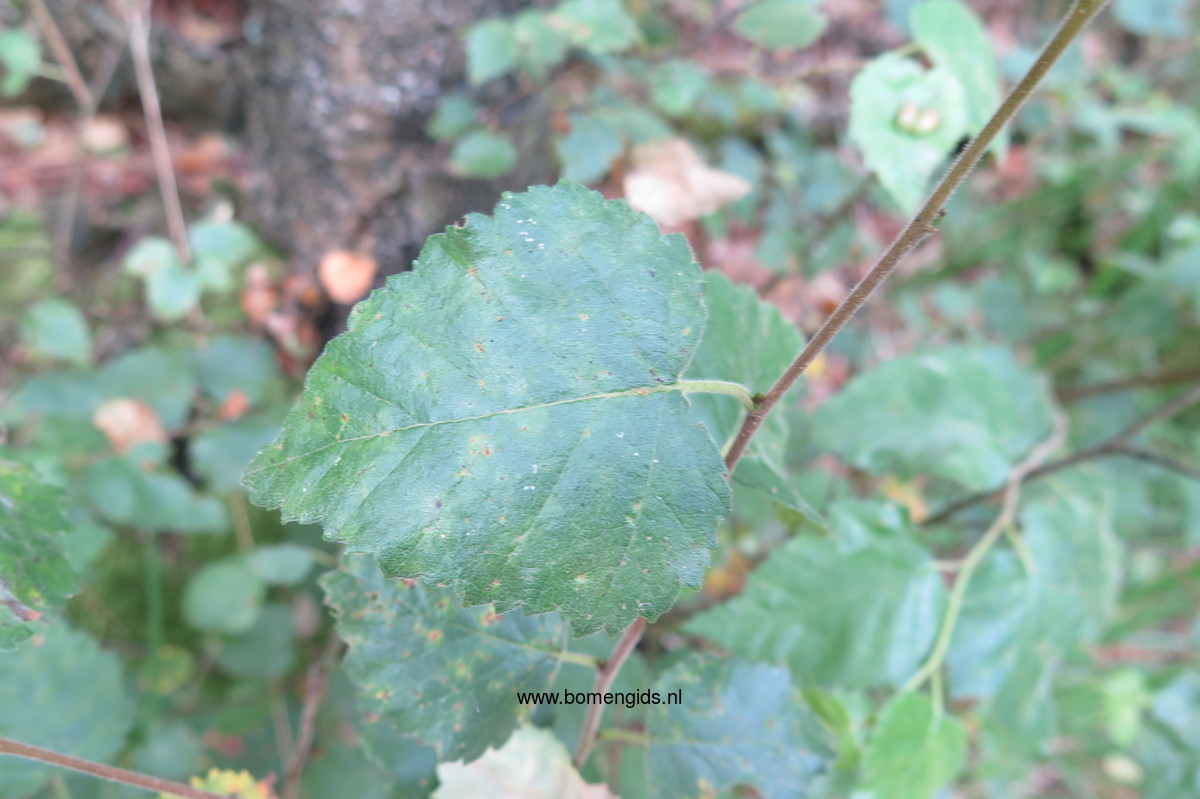 Herken de boomsoort NL: Zachte berk; Latin: Betula pubescens; UK: Downy ...