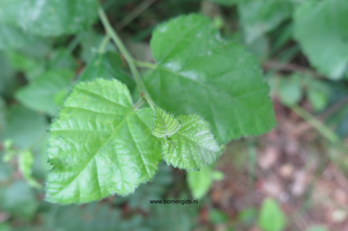 Herken de boomsoort NL: Zachte berk; Latin: Betula pubescens; UK: Downy ...