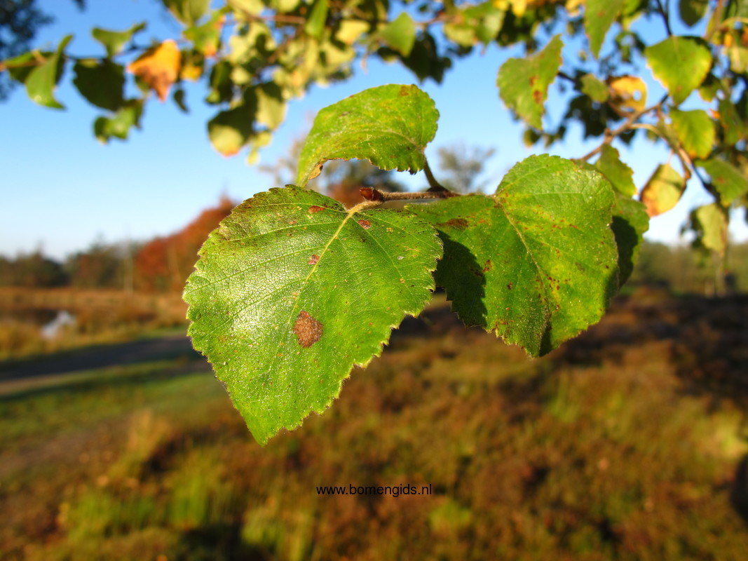Herken de boomsoort NL: Zachte berk; Latin: Betula pubescens; UK: Downy ...