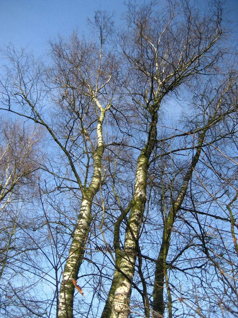 Herken de boomsoort NL: Zachte berk; Latin: Betula pubescens; UK: Downy ...