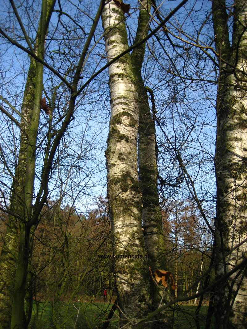 Herken de boomsoort NL: Zachte berk; Latin: Betula pubescens; UK: Downy ...