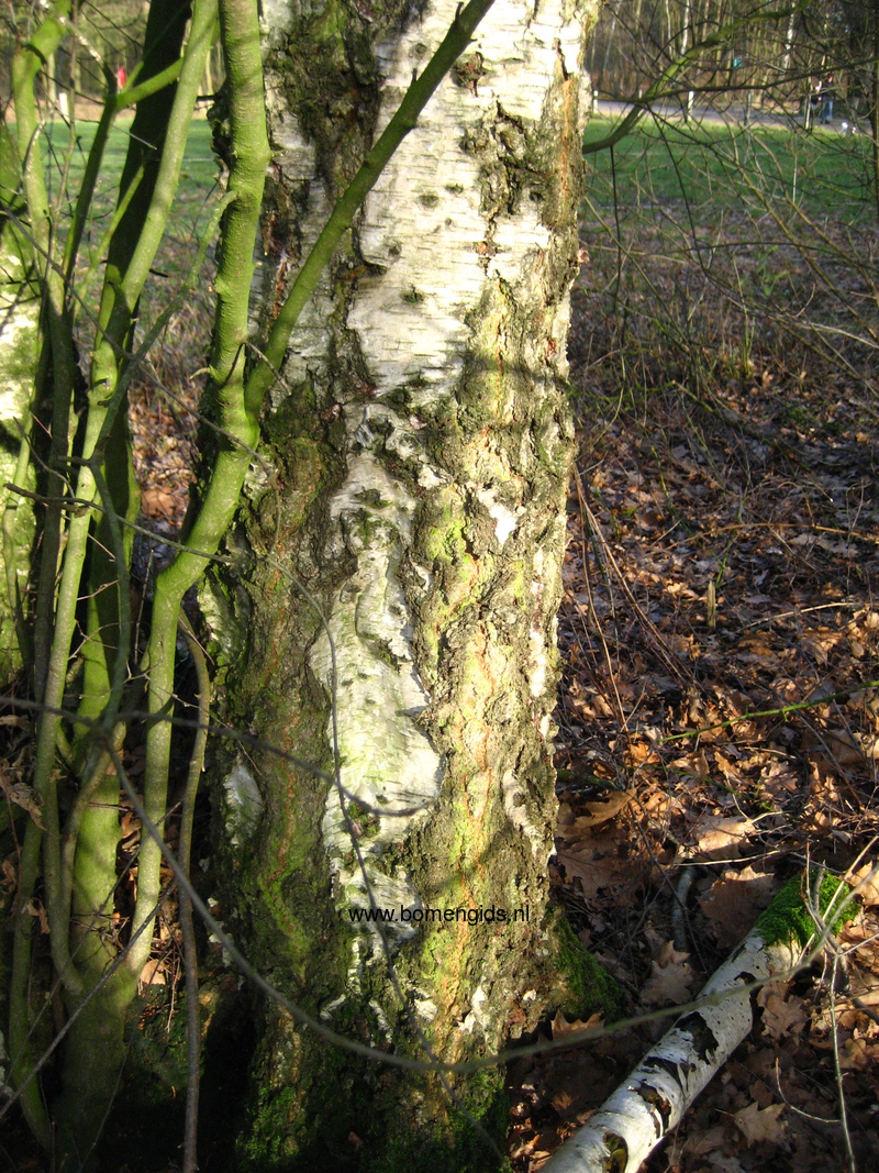 Herken de boomsoort NL: Zachte berk; Latin: Betula pubescens; UK: Downy ...