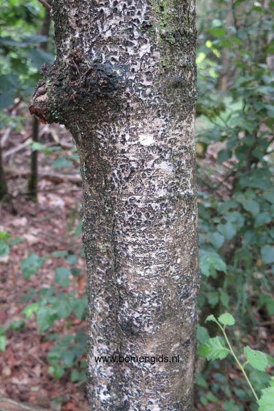 Herken de boomsoort NL: Zachte berk; Latin: Betula pubescens; UK: Downy ...