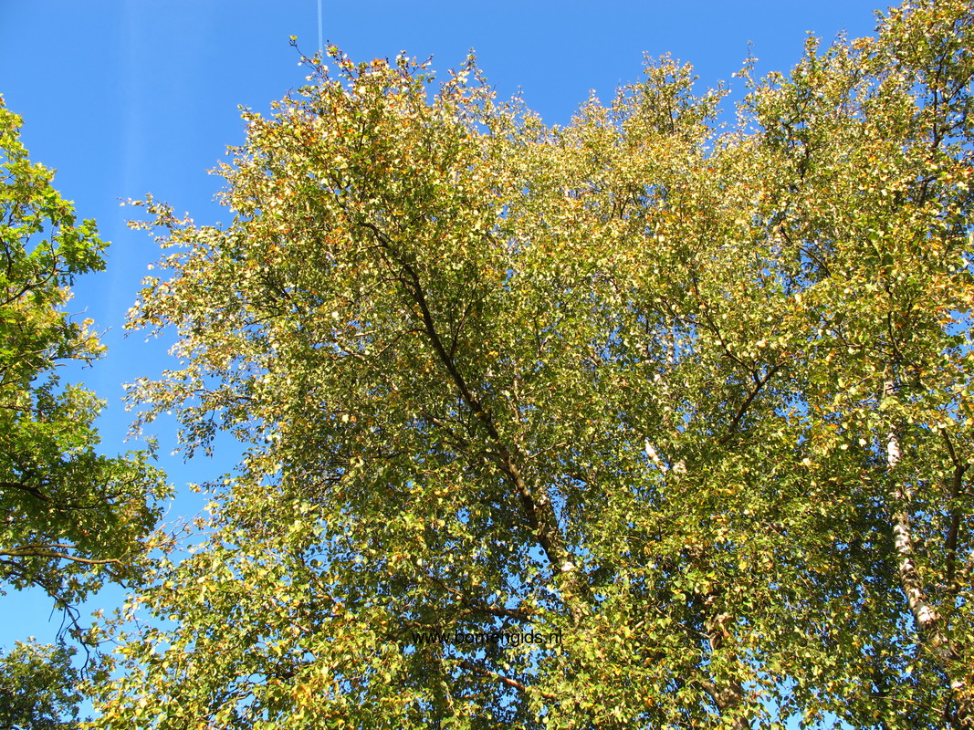 Herken de boomsoort NL: Zachte berk; Latin: Betula pubescens; UK: Downy ...