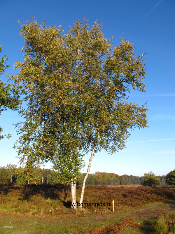 Herken de boomsoort NL: Zachte berk; Latin: Betula pubescens; UK: Downy ...