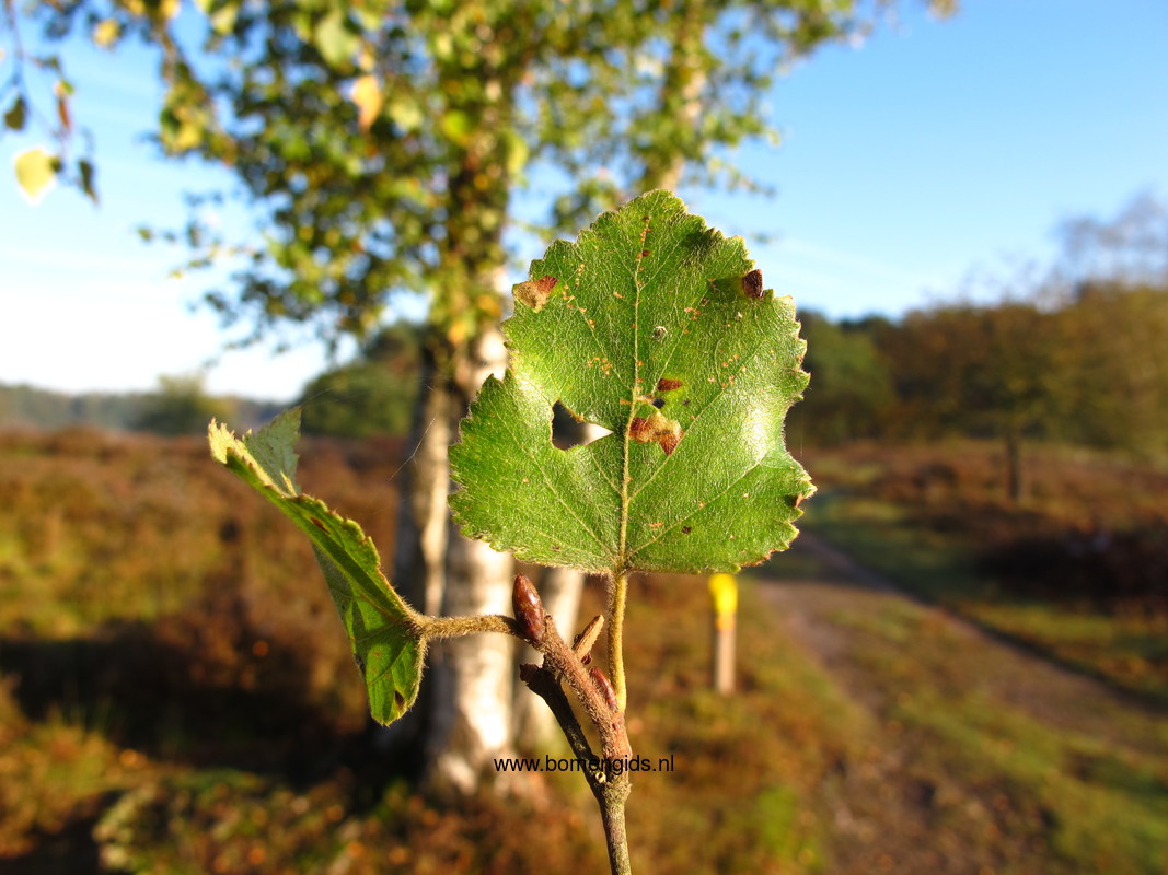 Herken de boomsoort NL: Zachte berk; Latin: Betula pubescens; UK: Downy ...
