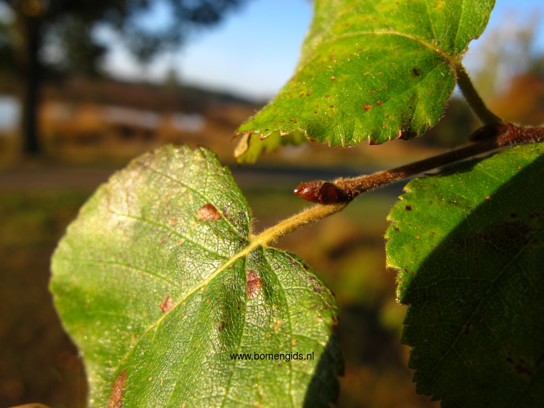 Herken de boomsoort NL: Zachte berk; Latin: Betula pubescens; UK: Downy ...