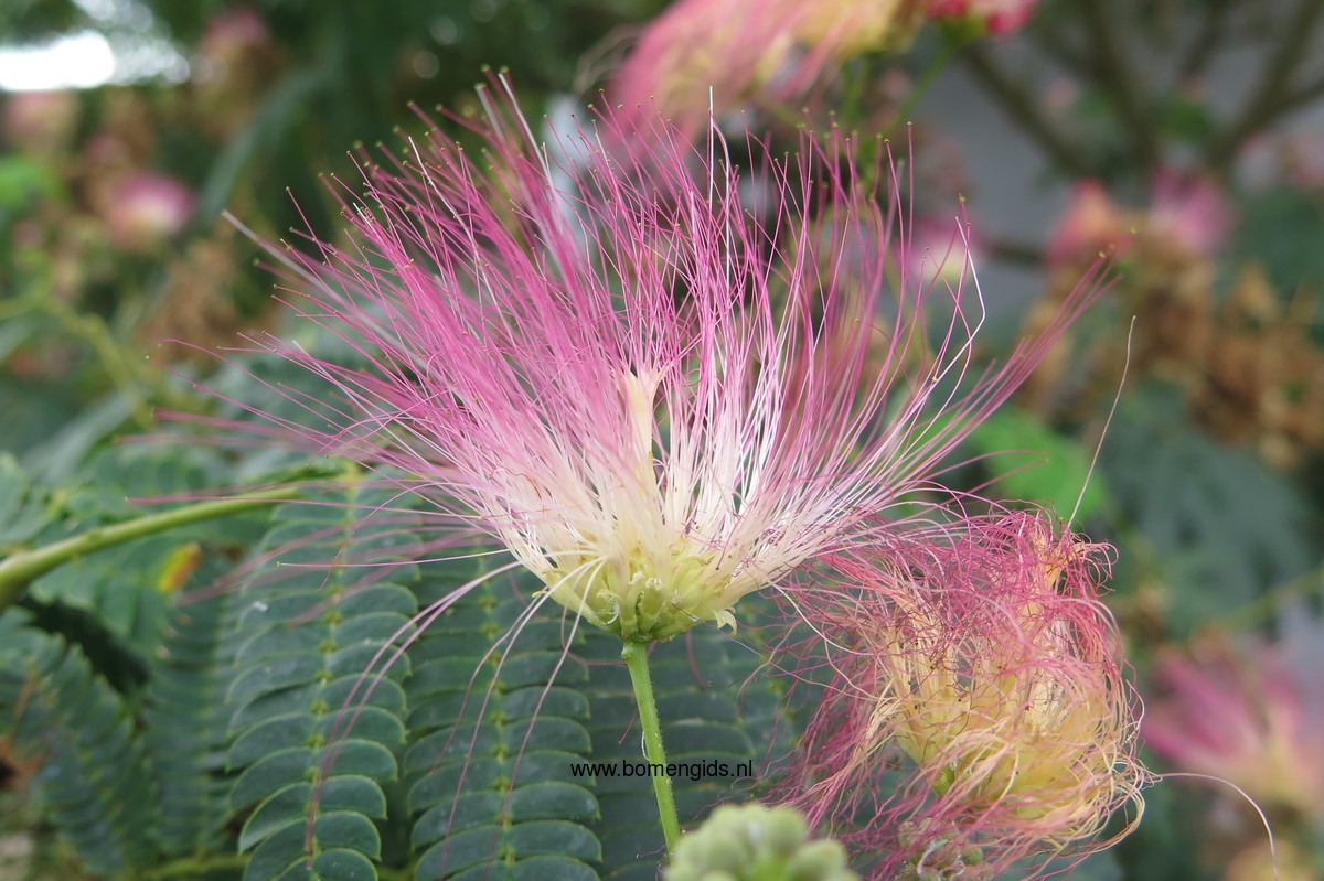 Herken de boomsoort NL: Zijdeboom; Latin: Albizia julibrissin; UK ...