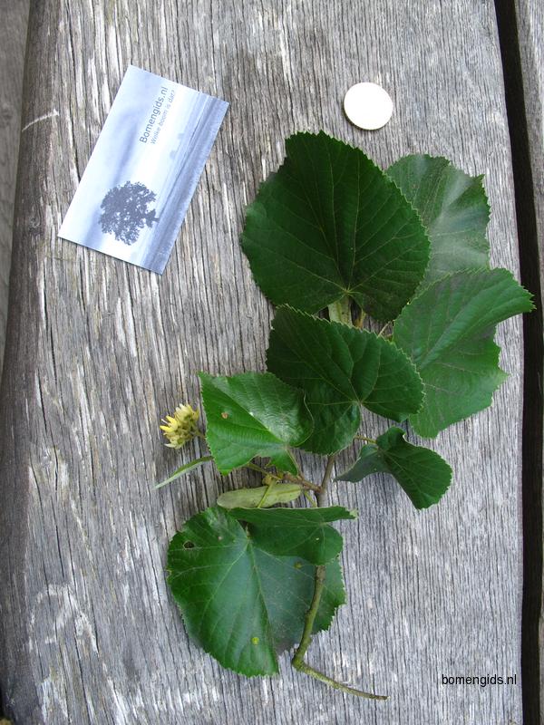 Herken de boomsoort NL: Zilverlinde; Latin: Tilia tomentosa; UK: Silver ...